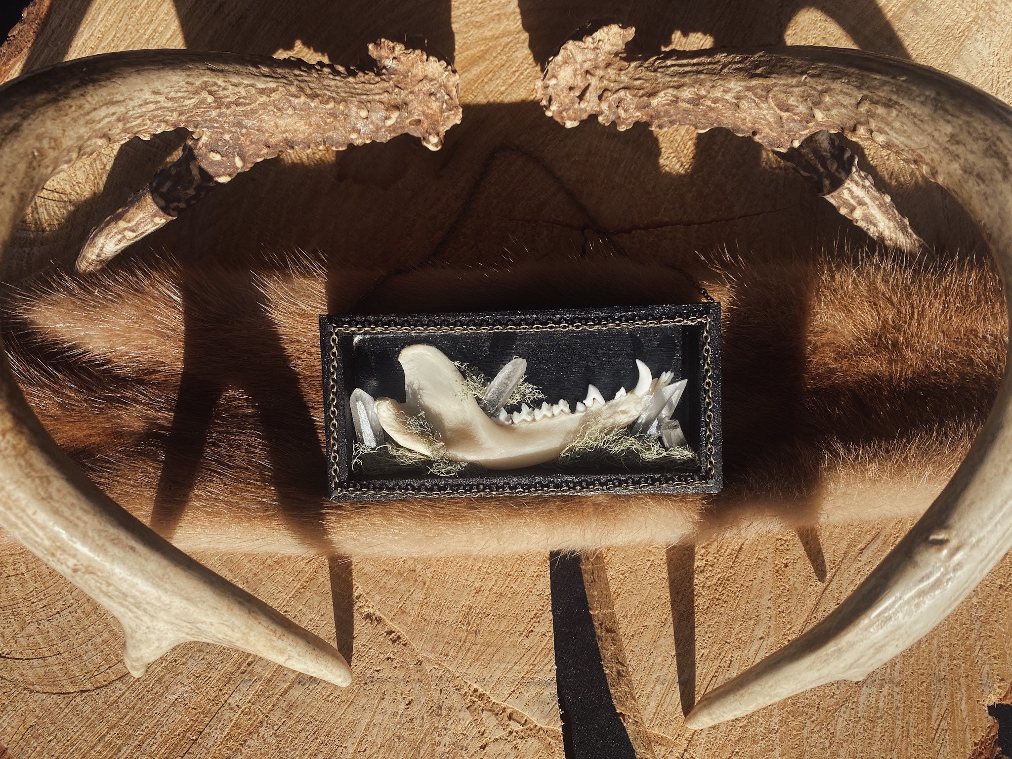 Opossum Mandible Shadow Box With Quartz Crystal ~ Opossum Jawbone ...
