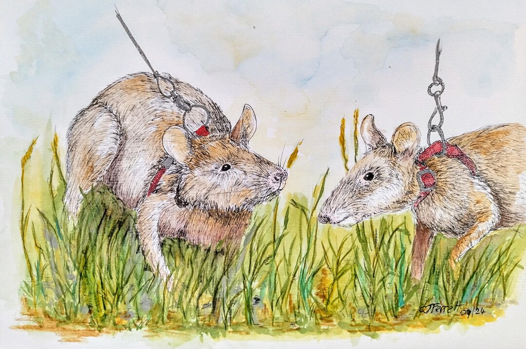 African Giant Pouched Rats Landmine Search - Etsy