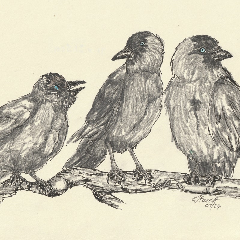 Jackdaw - Etsy