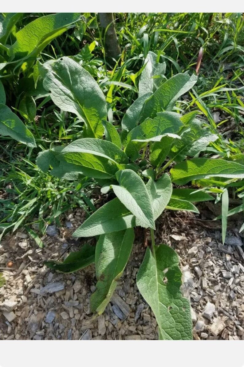 25 1/2 to 1 Long Comfrey Root Cuttings and Free | Etsy