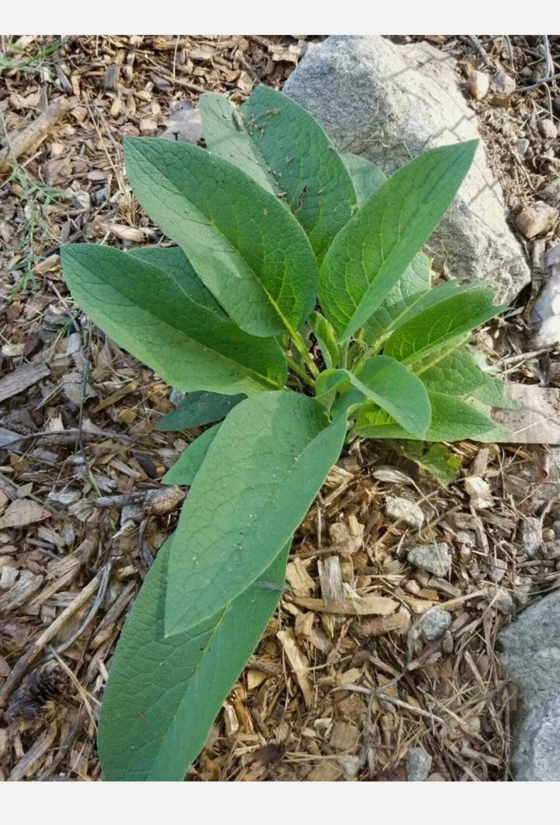 25 1/2 to 1 Long Comfrey Root Cuttings and Free | Etsy