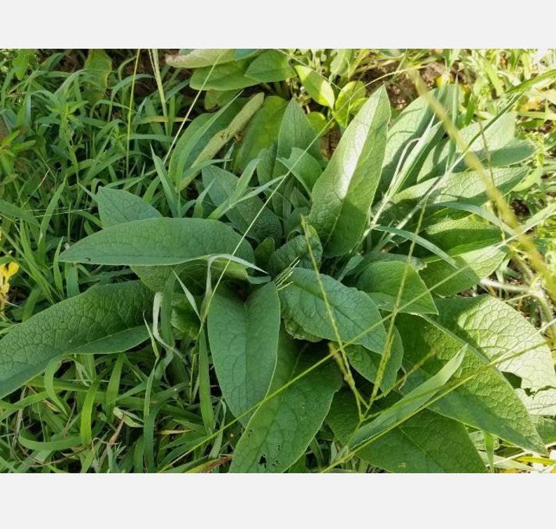 25 1/2 to 1 Long Comfrey Root Cuttings and Free - Etsy
