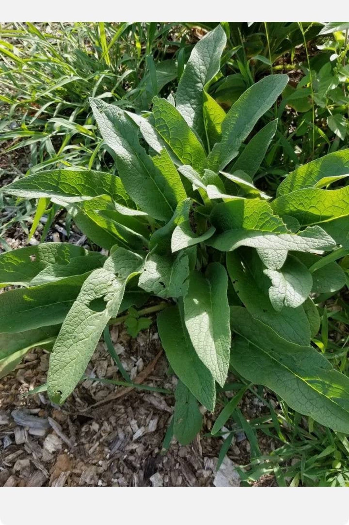 25 1/2 to 1 Long Comfrey Root Cuttings and Free | Etsy