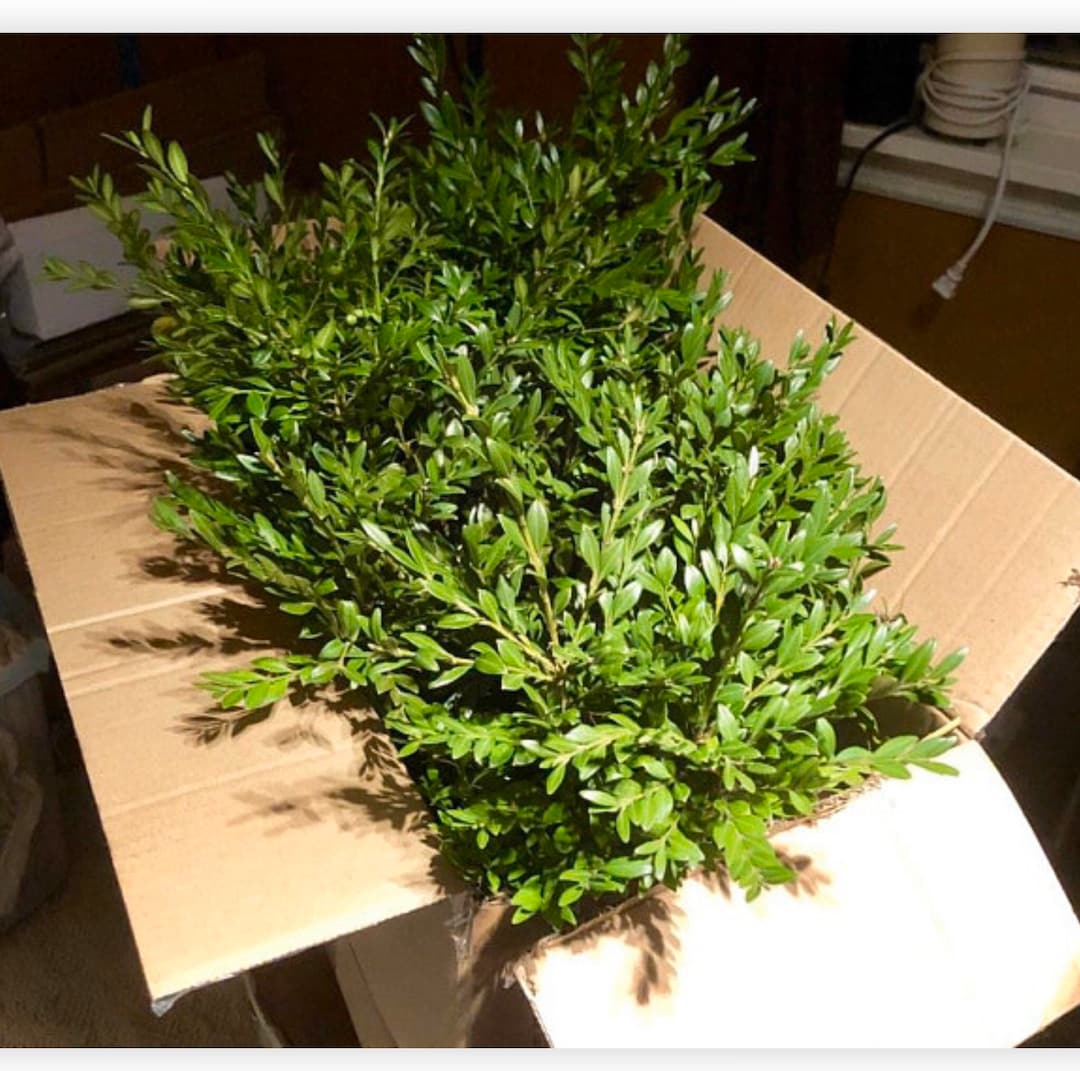 Fresh Boxwood, Fresh Wedding Greenery, Boxwood by the Pound, Fresh ...