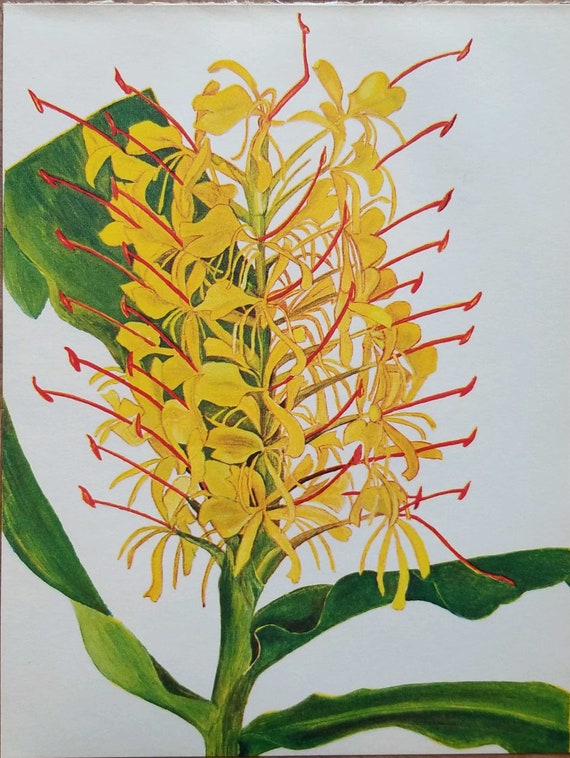 Hawaiian Ginger Flower Drawing