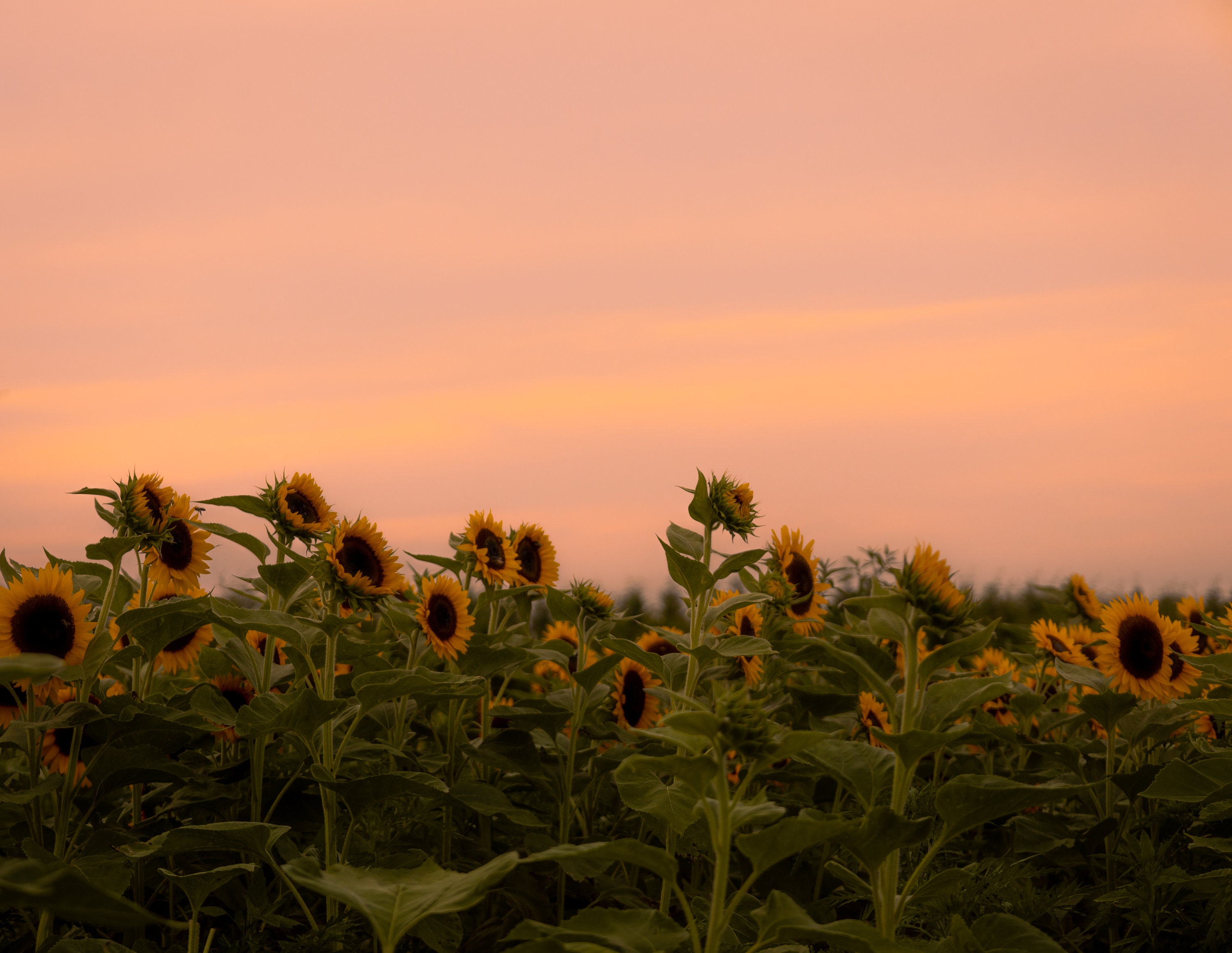 2023 Sunflower Calendar - Etsy