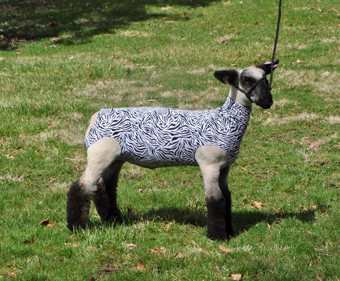 Custom Lamb Body Tubes solid Colors - Etsy