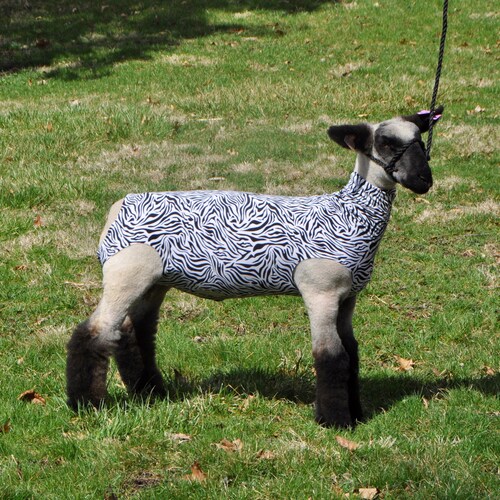 Custom Lamb Body Tubes solid Colors - Etsy