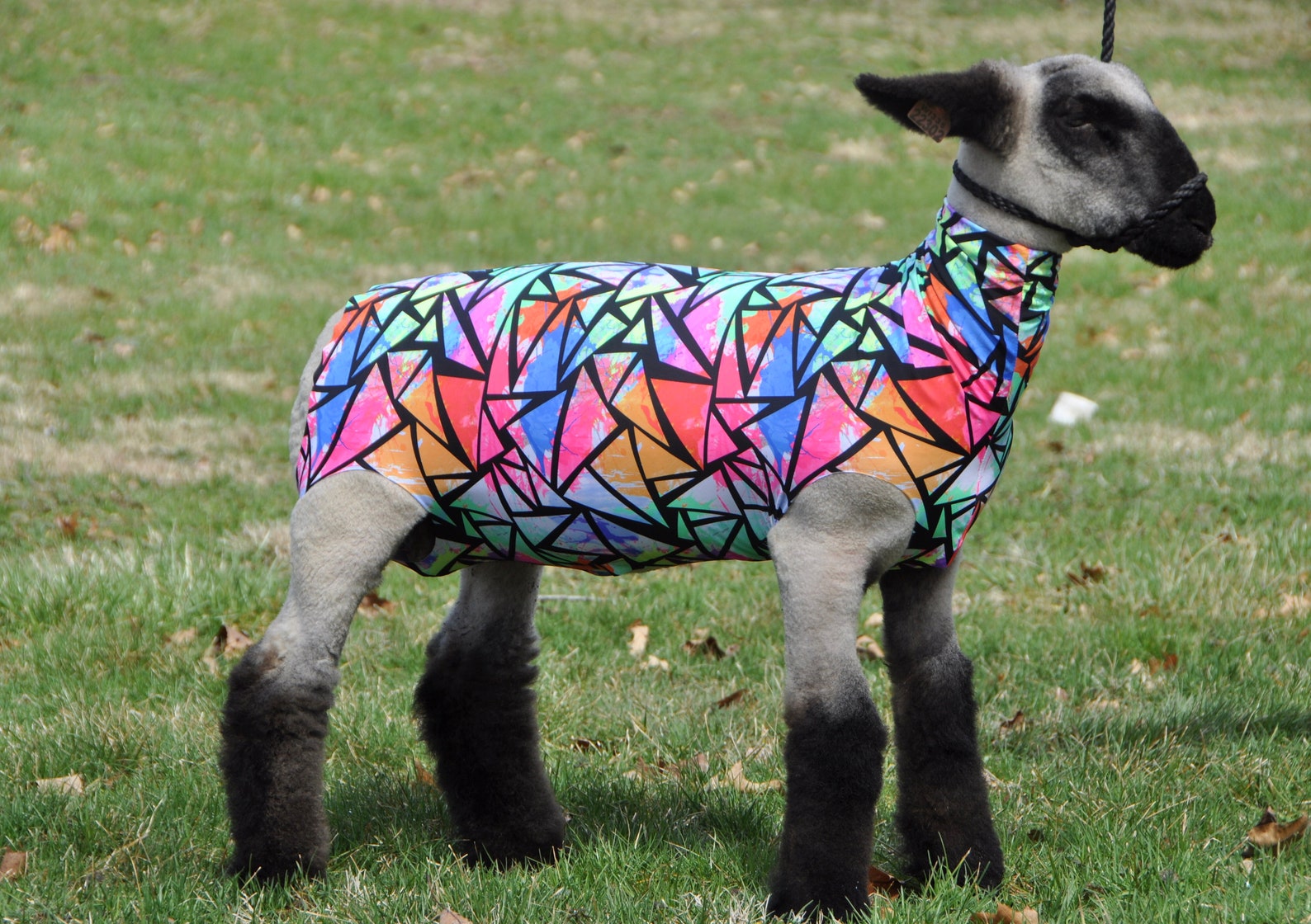 Custom Lamb Body Tubes solid Colors - Etsy