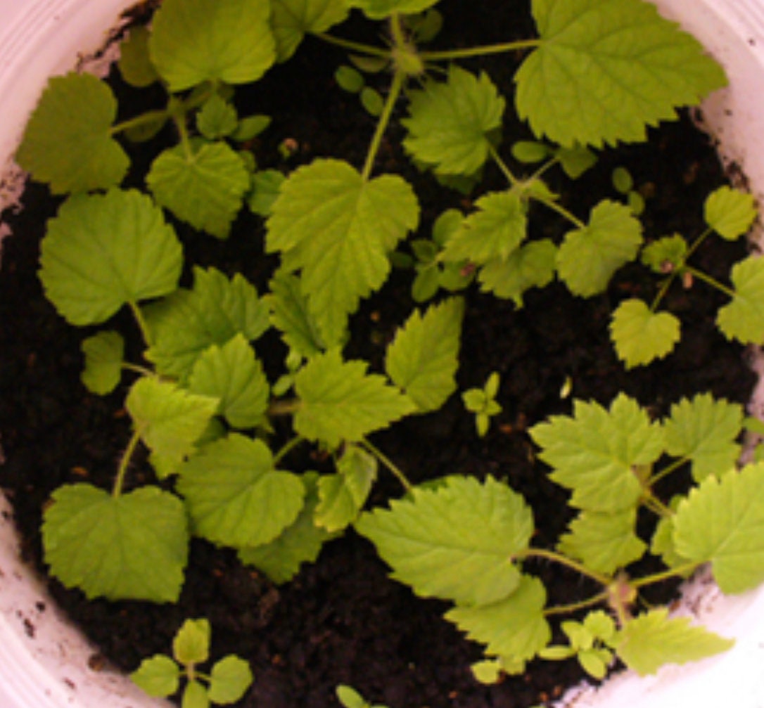 5 Red Raspberry Cuttings (or 1 Plant) - Etsy