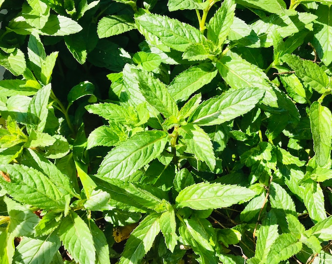 5 Rooted Peppermint Live Plants - Etsy