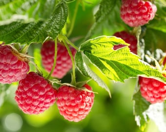 5 Heritage Everbearing Red Raspberry Plants 5 Large 1 Year Old Bare ...