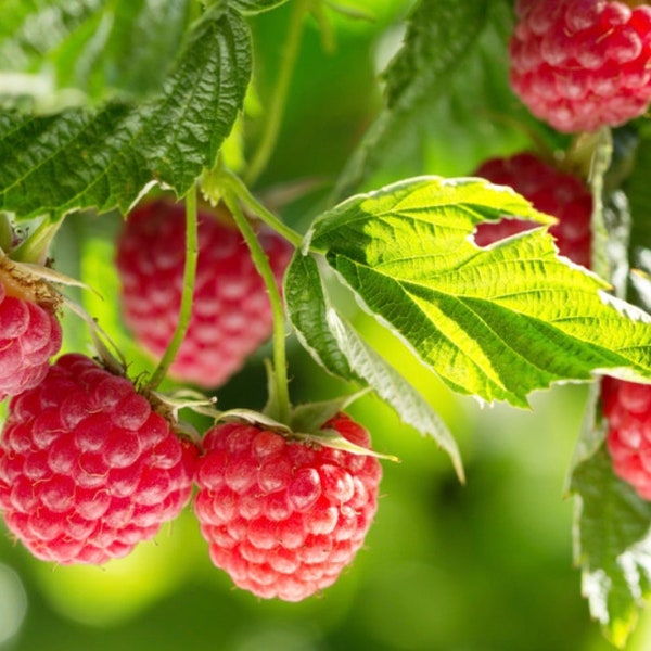 Raspberry Plant - Etsy