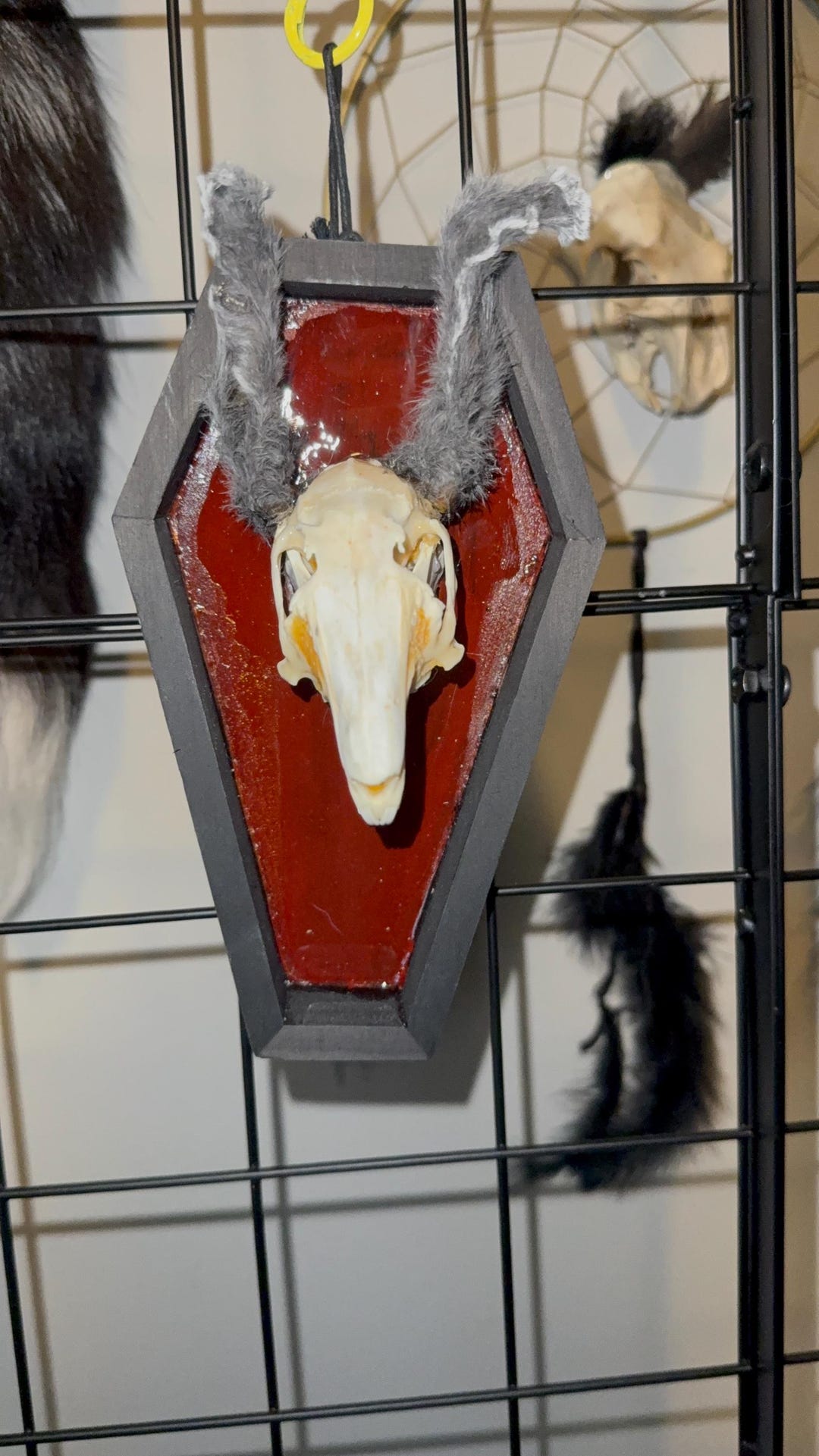 Wall Coffin Display With Taxidermy Bunny Skull – Gothic, Macabre Cute ...