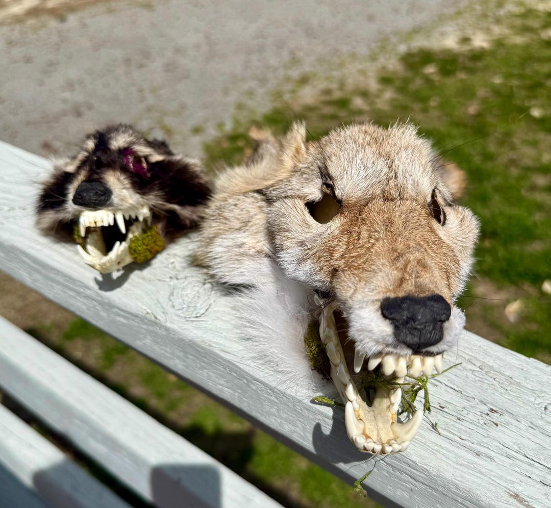 Creepy Taxidermy Decay Real Coyote Face Pelts| Raccoon Face Pelt Head ...