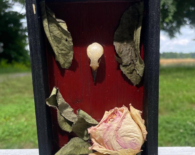 Dove Bird Skull Wall Hang - Etsy