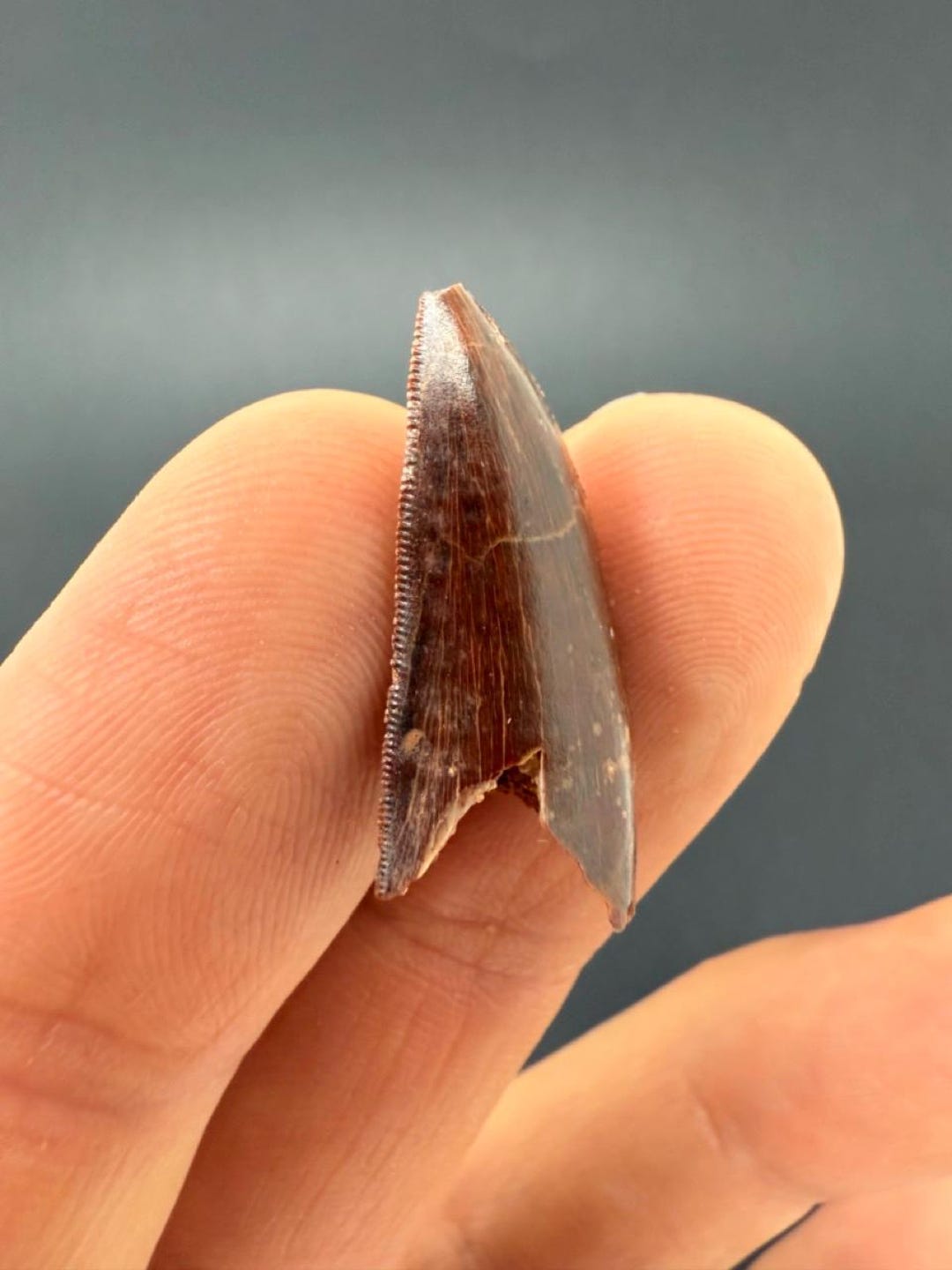 1 Raptor RARE Large Tooth Fossil 100 Million Year Old Real Dinosaur ...