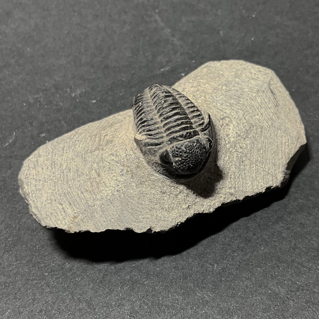 ONE TRILOBITE Rare Gerastos Granulosus Trilobite Fossil 2.5 Cm 0.98 ...