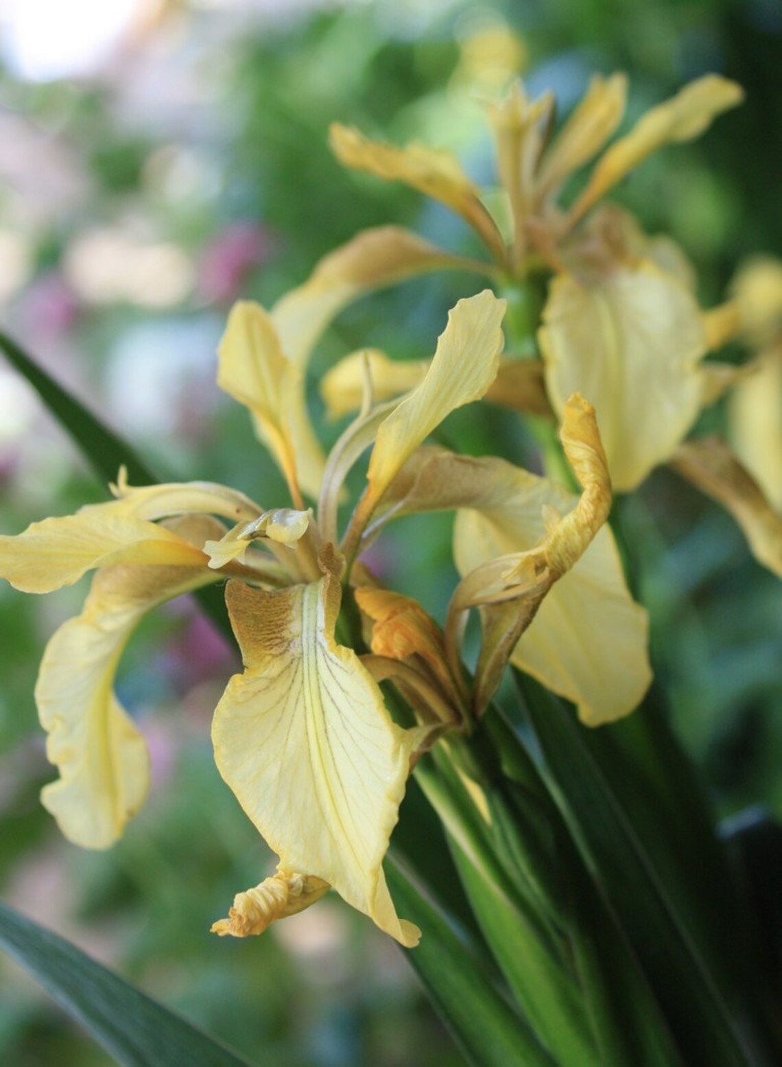 Stinking Iris Foetidissima Roast Beef Plant 15 Seeds UK Native ...