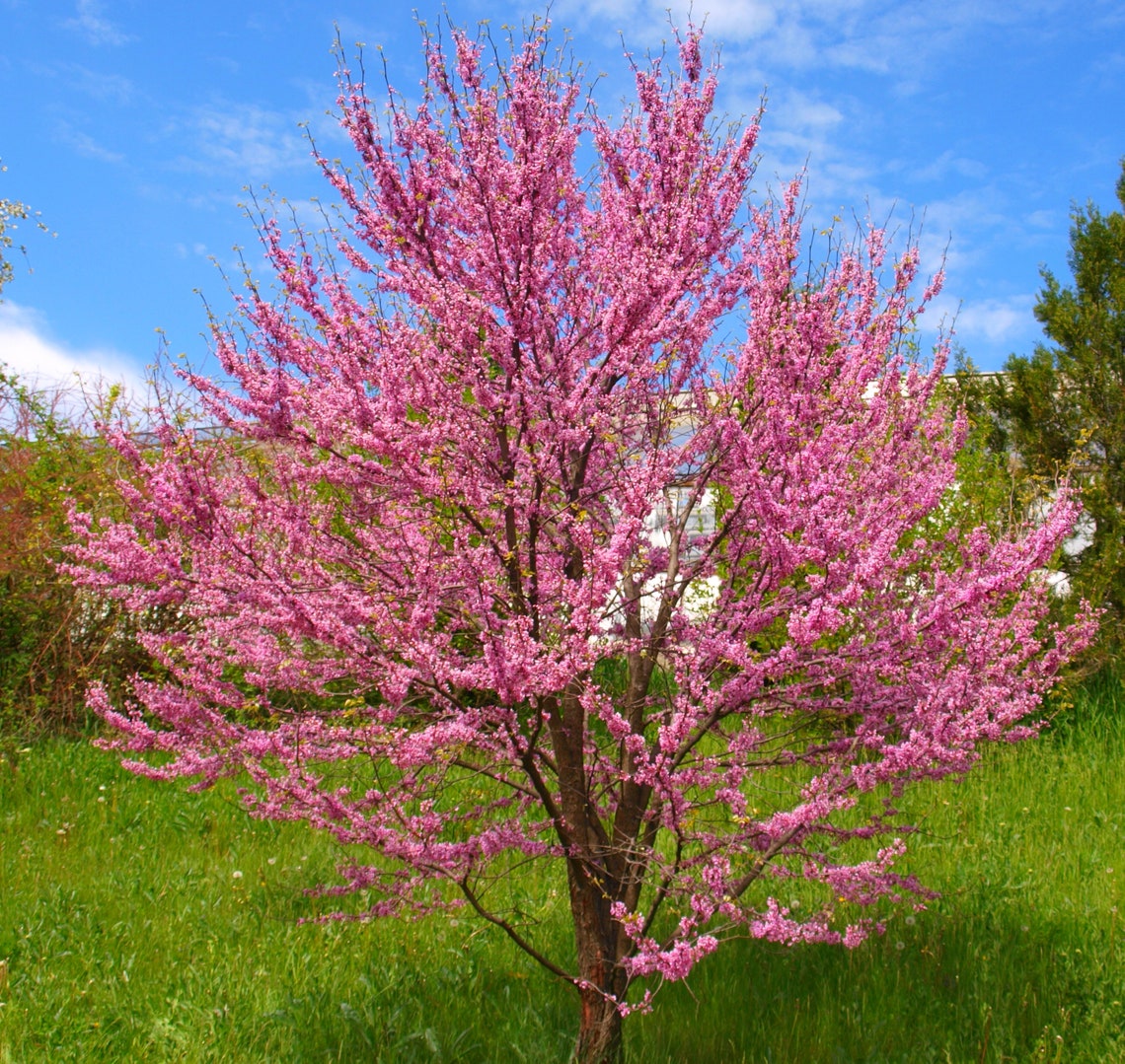 Judas Tree Cercis Silquastrum 10 Seeds - Etsy UK