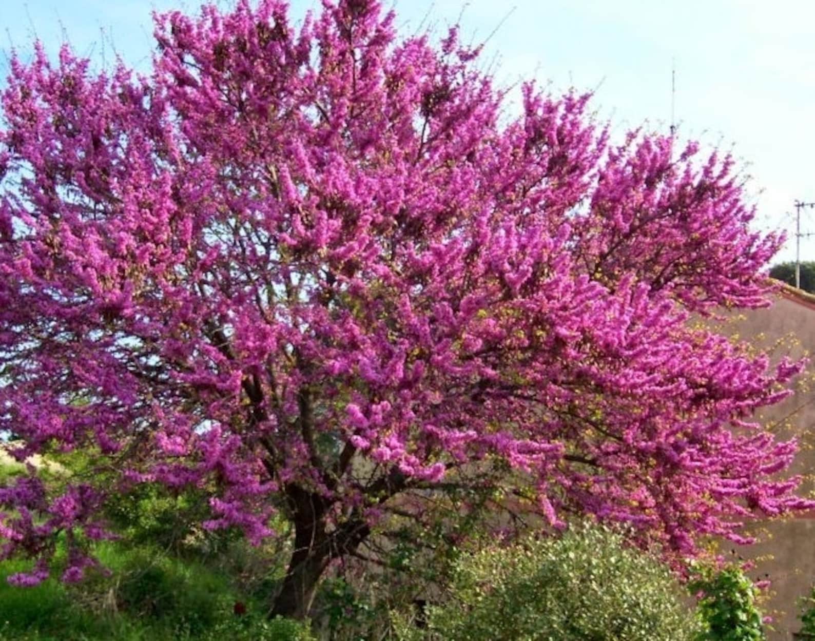 Judas Tree Cercis Silquastrum 10 Seeds - Etsy UK