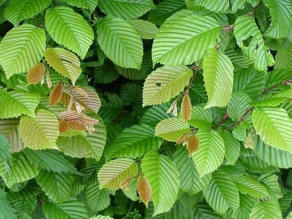 Carpinus Betulus European Hornbeam