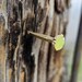 Gold Tack - Gold Gift - Solid Gold Nail - Recycled Gold - Gold Art - Etsy