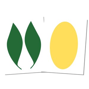 Importance of Corn to Native American Culture Craft With 1-pager ...