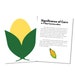 Importance of Corn to Native American Culture Craft With 1-pager ...