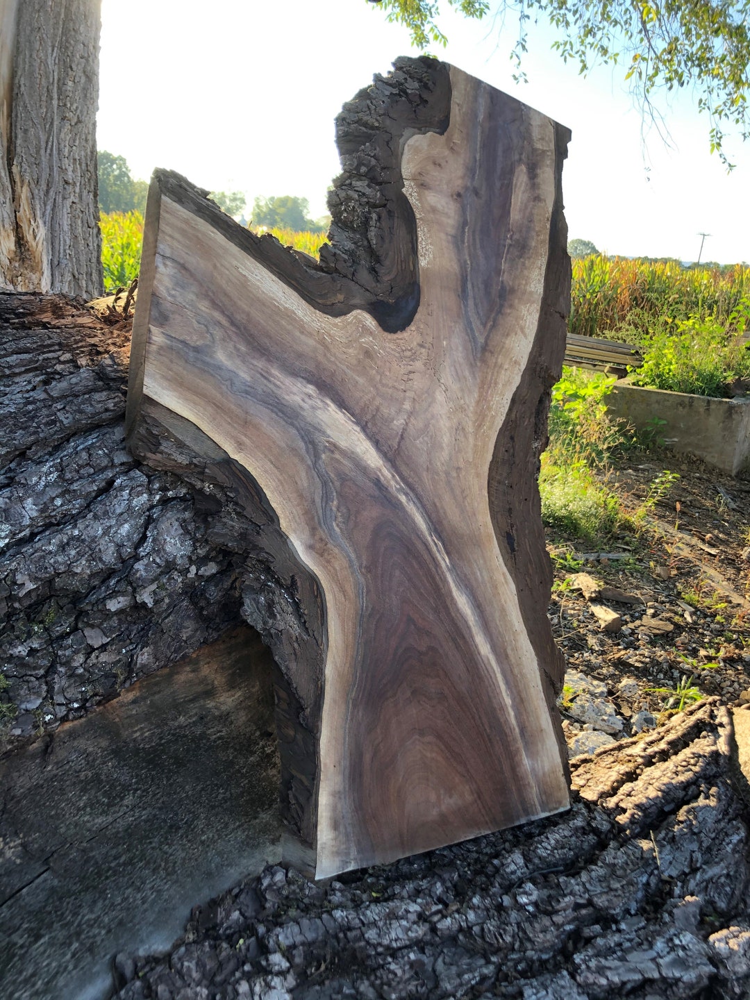 Highly Figured Live Edge Slabs - Etsy