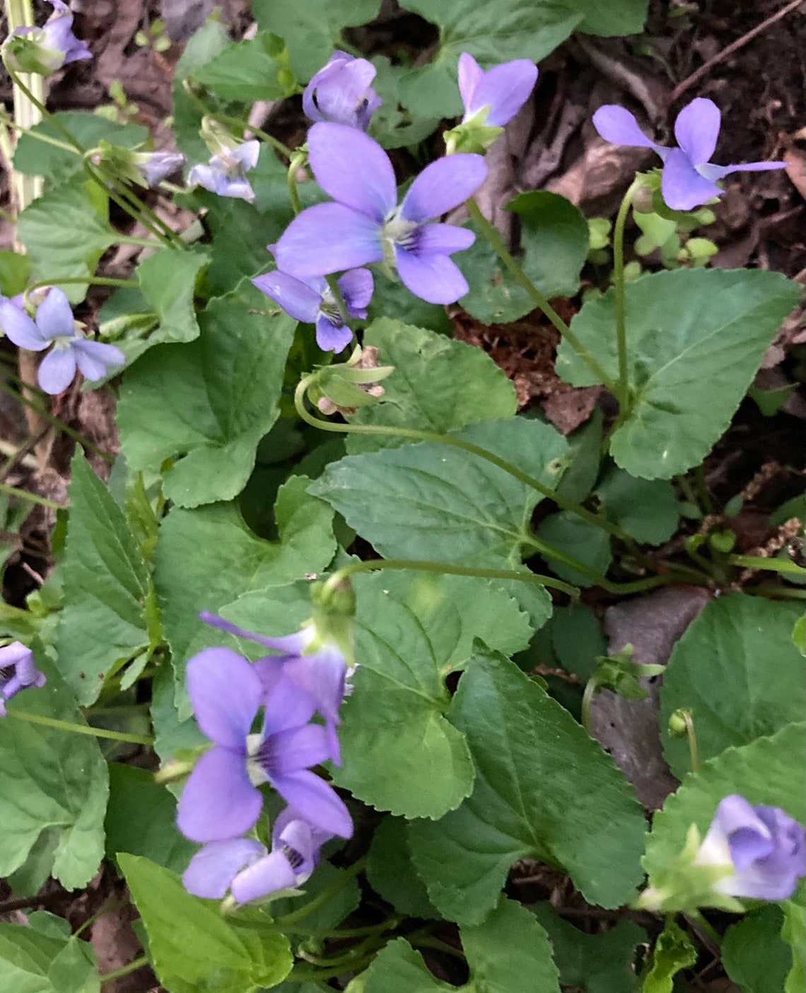 Wild Blue Violets Viola Sororia Wood Violets Lesbian - Etsy