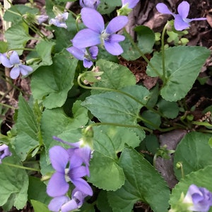Wild Blue Violet Rhizomes: Viola Sororia Bare Root - 10 Count - Etsy