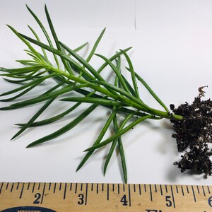 Lemon Bean Succulent Senecio Barbertonicus Green Bean Plant - Etsy