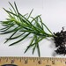 Lemon Bean Succulent Senecio Barbertonicus Green Bean Plant - Etsy