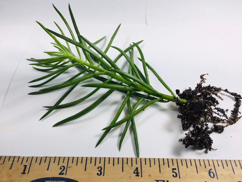 Lemon bean succulent Senecio barbertonicus green bean plant | Etsy