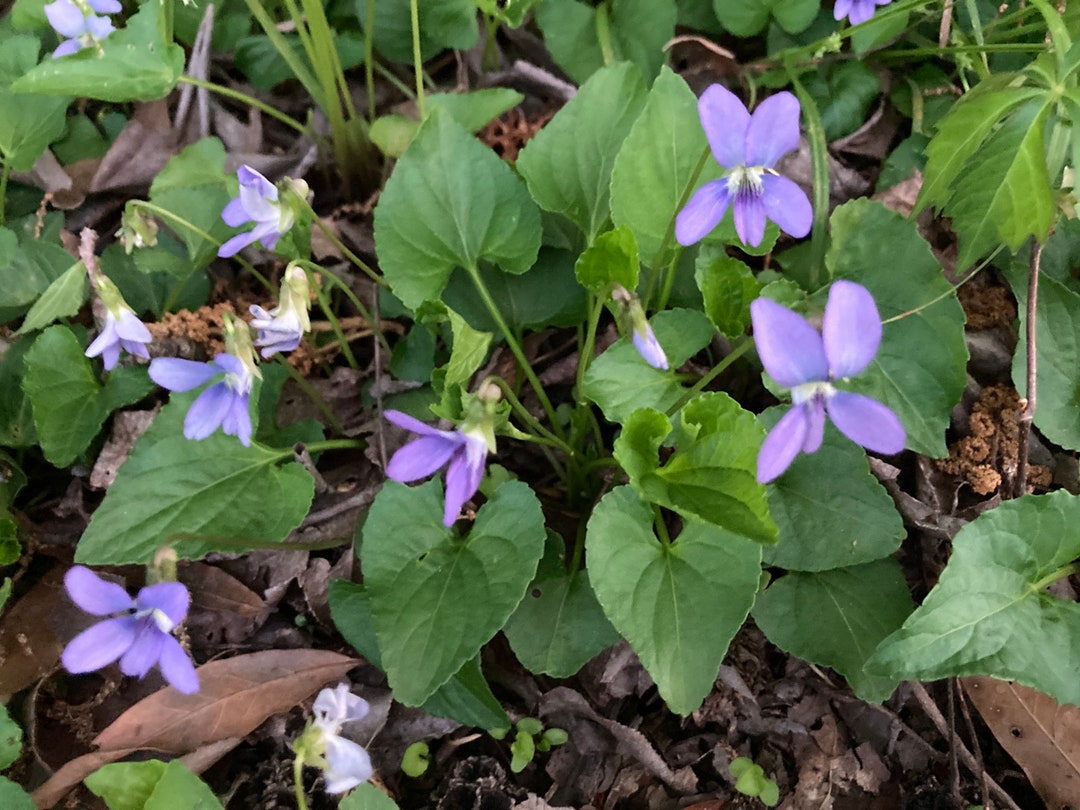 Wild Blue Violets, Viola Sororia, Wood Violets, Lesbian Flower, Woolly ...