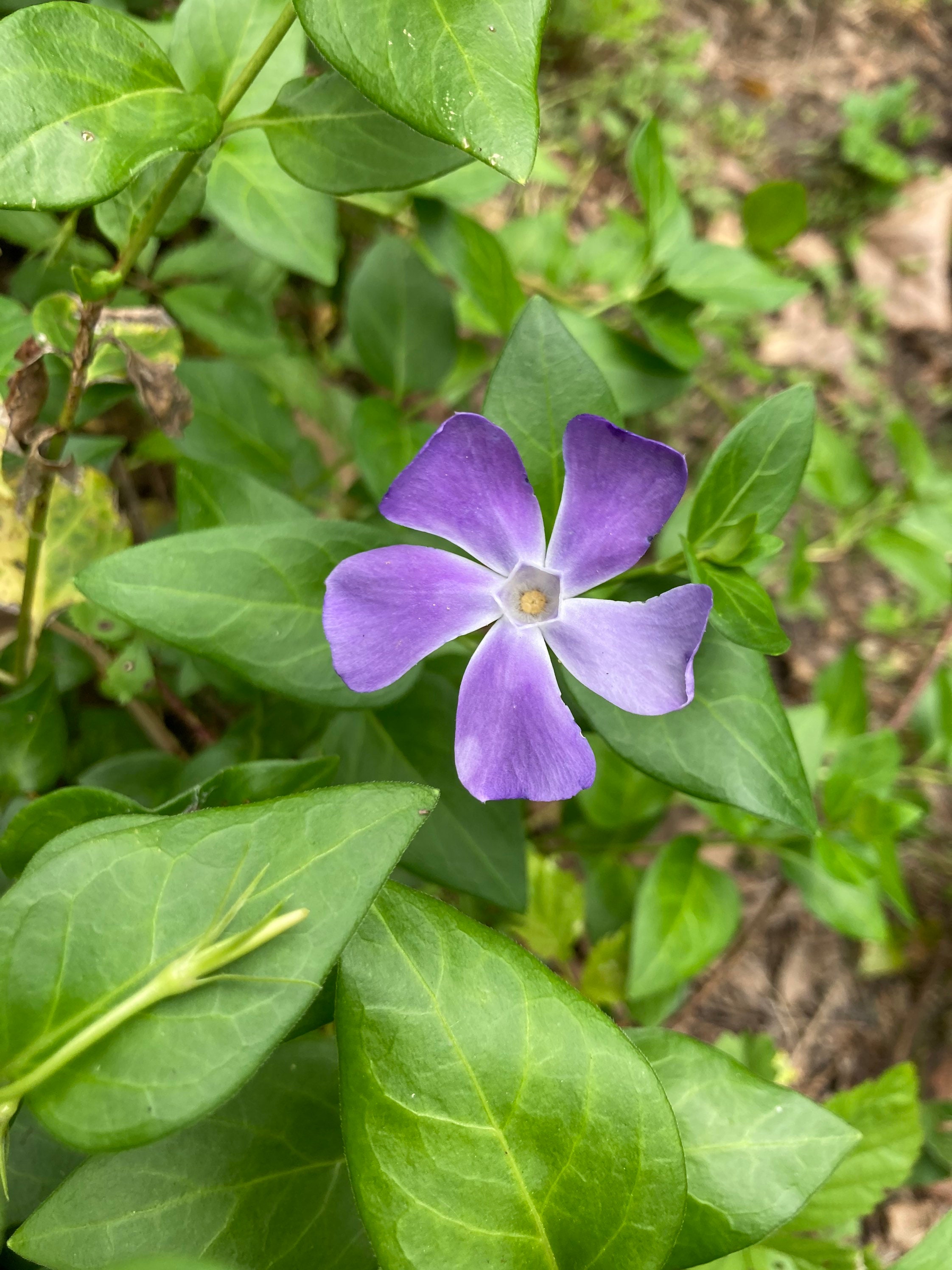 Vinca major periwinkle ground cover | Etsy
