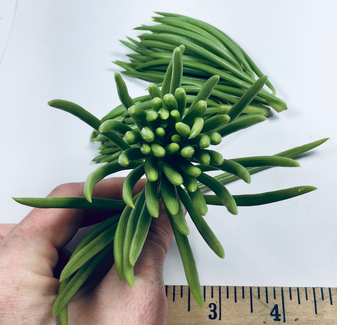 Lemon bean succulent Senecio barbertonicus green bean plant | Etsy