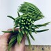 Lemon Bean Succulent Senecio Barbertonicus Green Bean Plant - Etsy