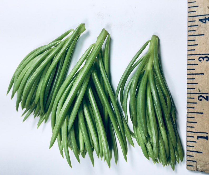 Lemon Bean Succulent Senecio Barbertonicus Green Bean Plant - Etsy
