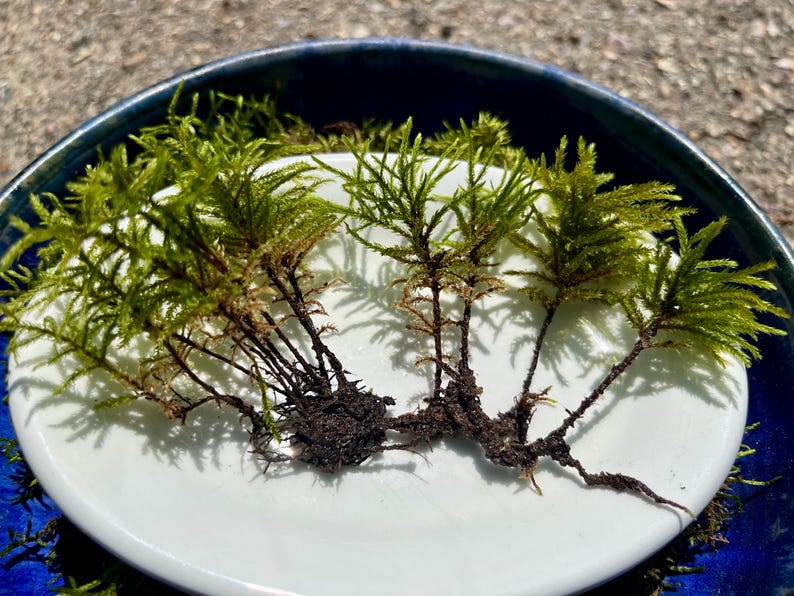 Live Palm Tree Moss: Organic Terrarium Decor, Climacium Dendroides - Etsy