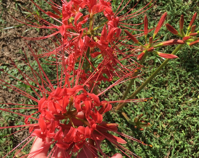 Lycoris Radiata Bulb Aka Spider Lily or Hurricane Lily - Etsy