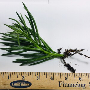 Lemon Bean Succulent Senecio Barbertonicus Green Bean Plant - Etsy