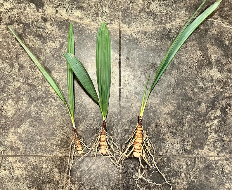 Dwarf Sabal Minor Palm, Bare Root Palmetto - Etsy