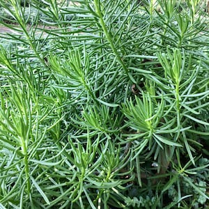 Lemon Bean Succulent Senecio Barbertonicus Green Bean Plant - Etsy