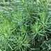 Lemon Bean Succulent Senecio Barbertonicus Green Bean Plant - Etsy