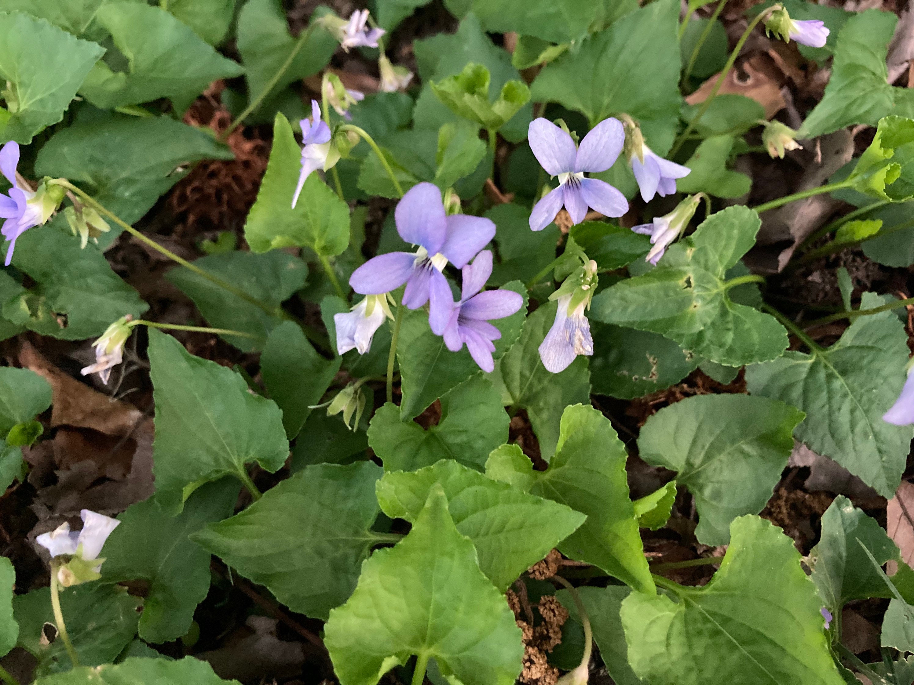 Wild blue violets viola sororia wood violets lesbian | Etsy