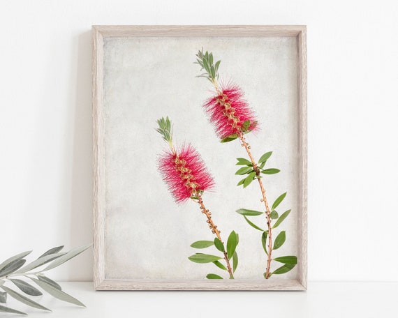 Bottlebrush Photography Art Print Red Callistemon Photo - Etsy