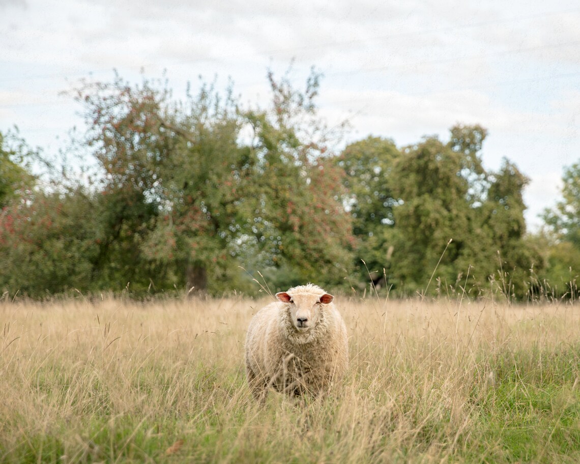French Sheep Photo Grazing Normandy France Lamb Wool Farmhouse Decor ...
