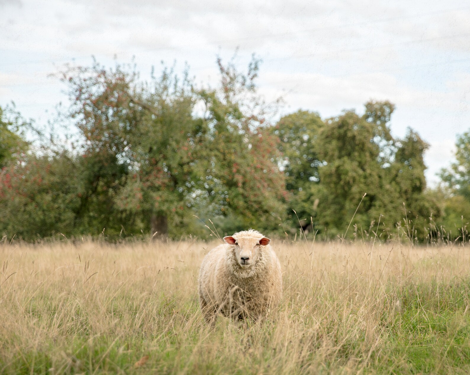French Sheep Photo Grazing Normandy France Lamb Wool Farmhouse Decor ...
